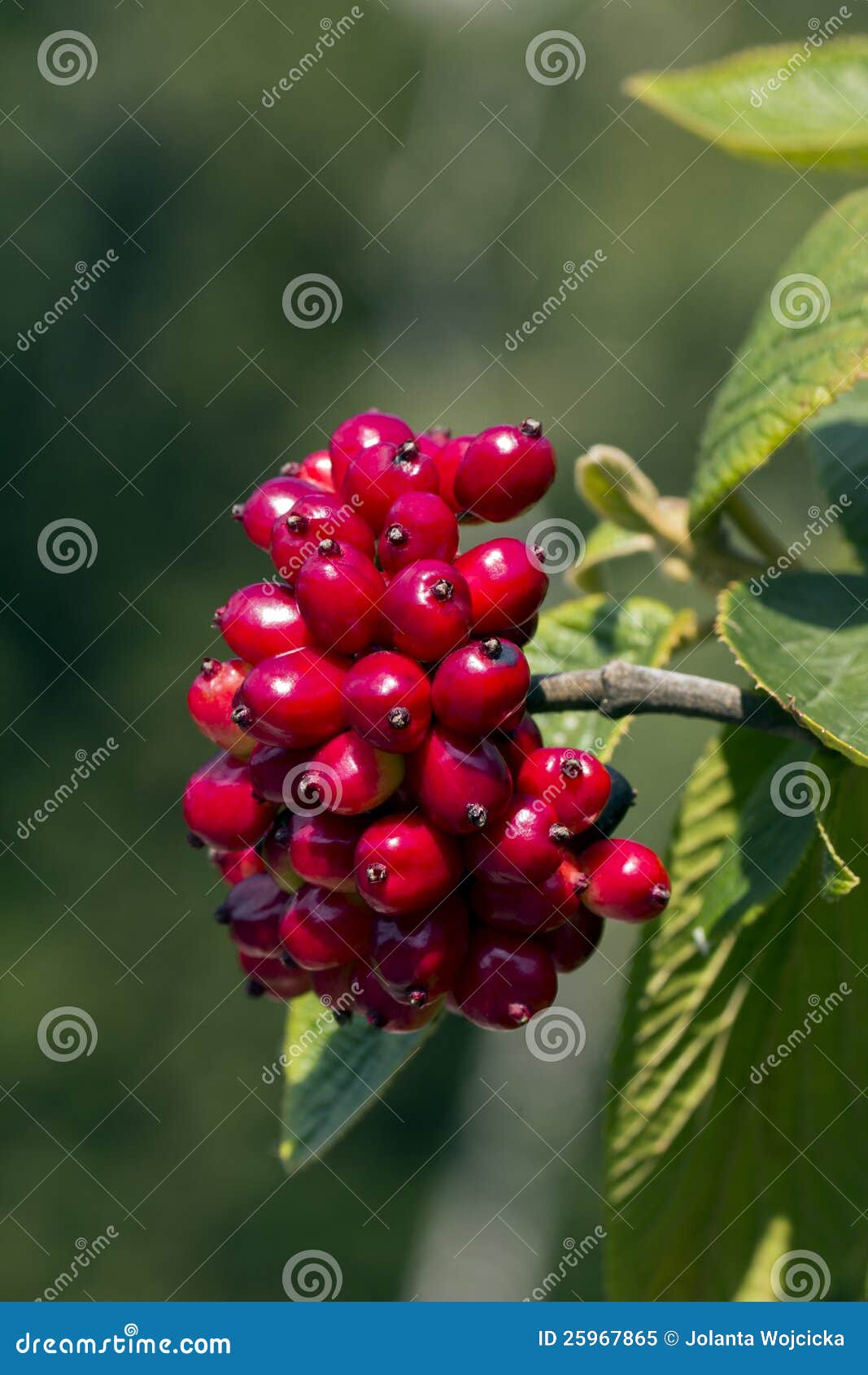 Rode Vruchten Van Het Wayfaring Van Boom Stock Afbeelding - Image of ...