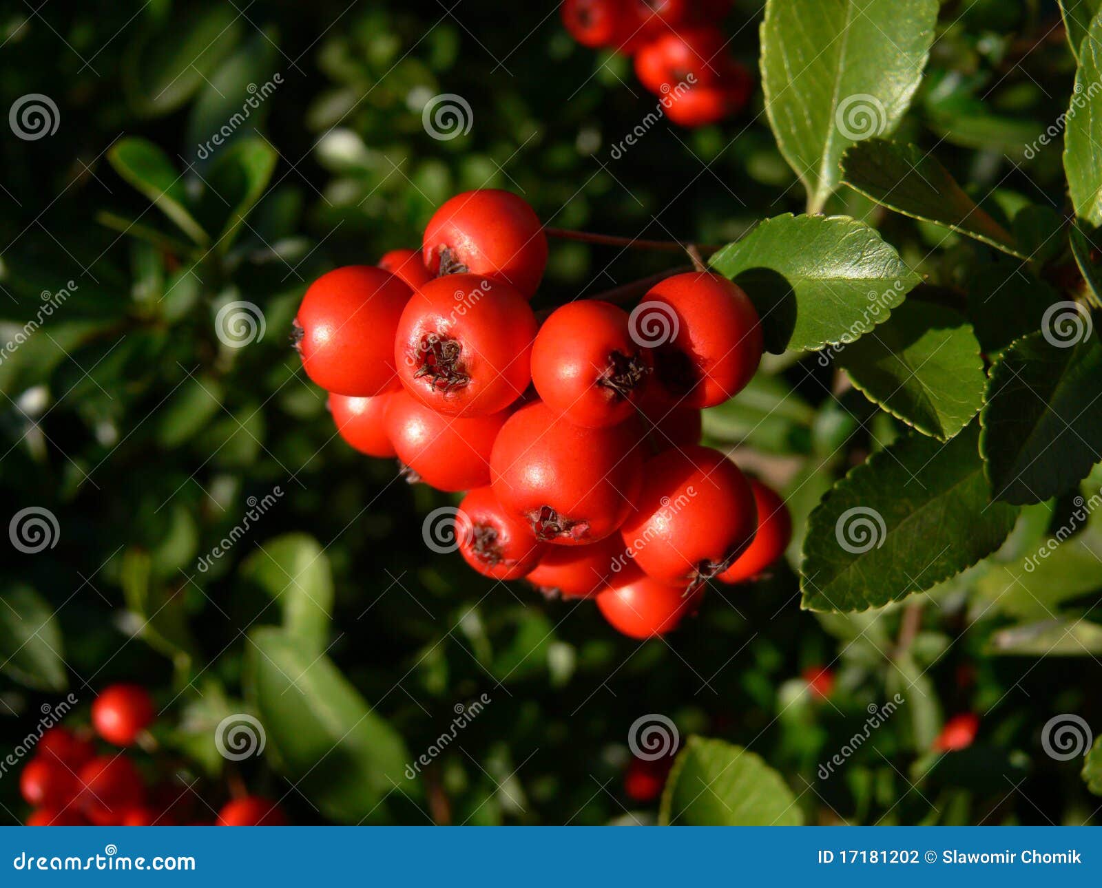 Rode vruchten van hulst stock foto. Afbeelding bestaande uit autumn ...