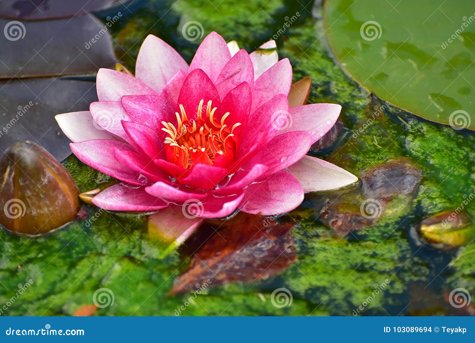Rode waterlelie stock foto. Image of mooi, bloei, bloemblaadje - 103089694