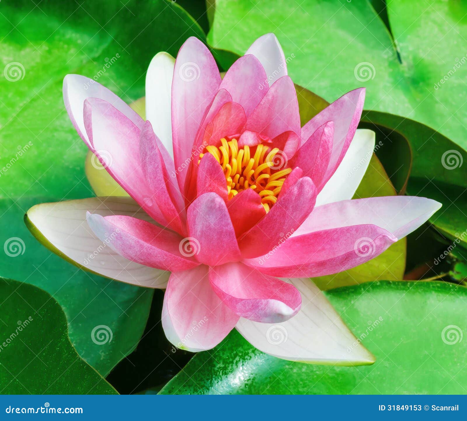Rode waterlelie stock afbeelding. Image of bloemblaadje - 31849153