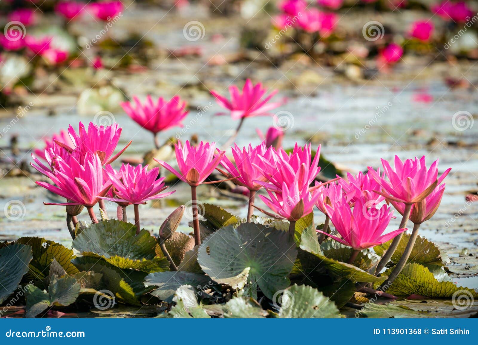 Rode waterlelie in meer stock foto. Image of mooi, naughty - 113901368