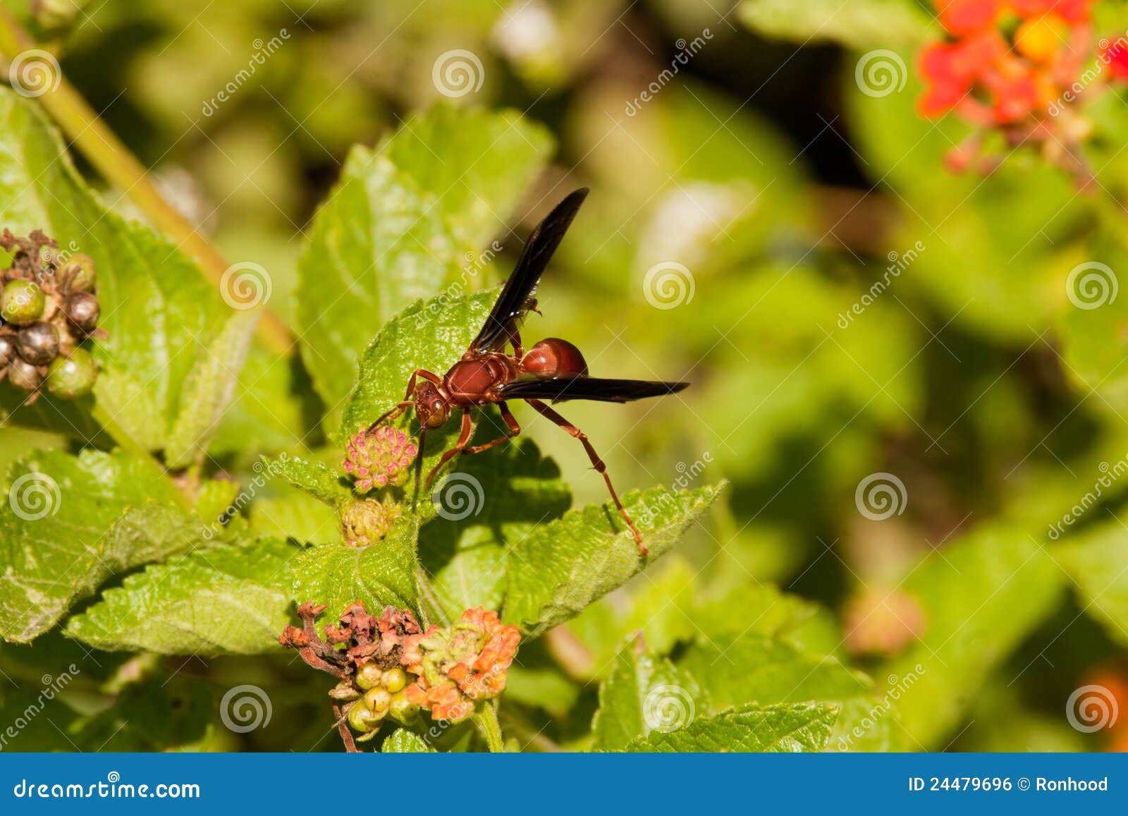 Rode wesp stock foto. Image of wesp, benen, bloemen, rood - 24479696