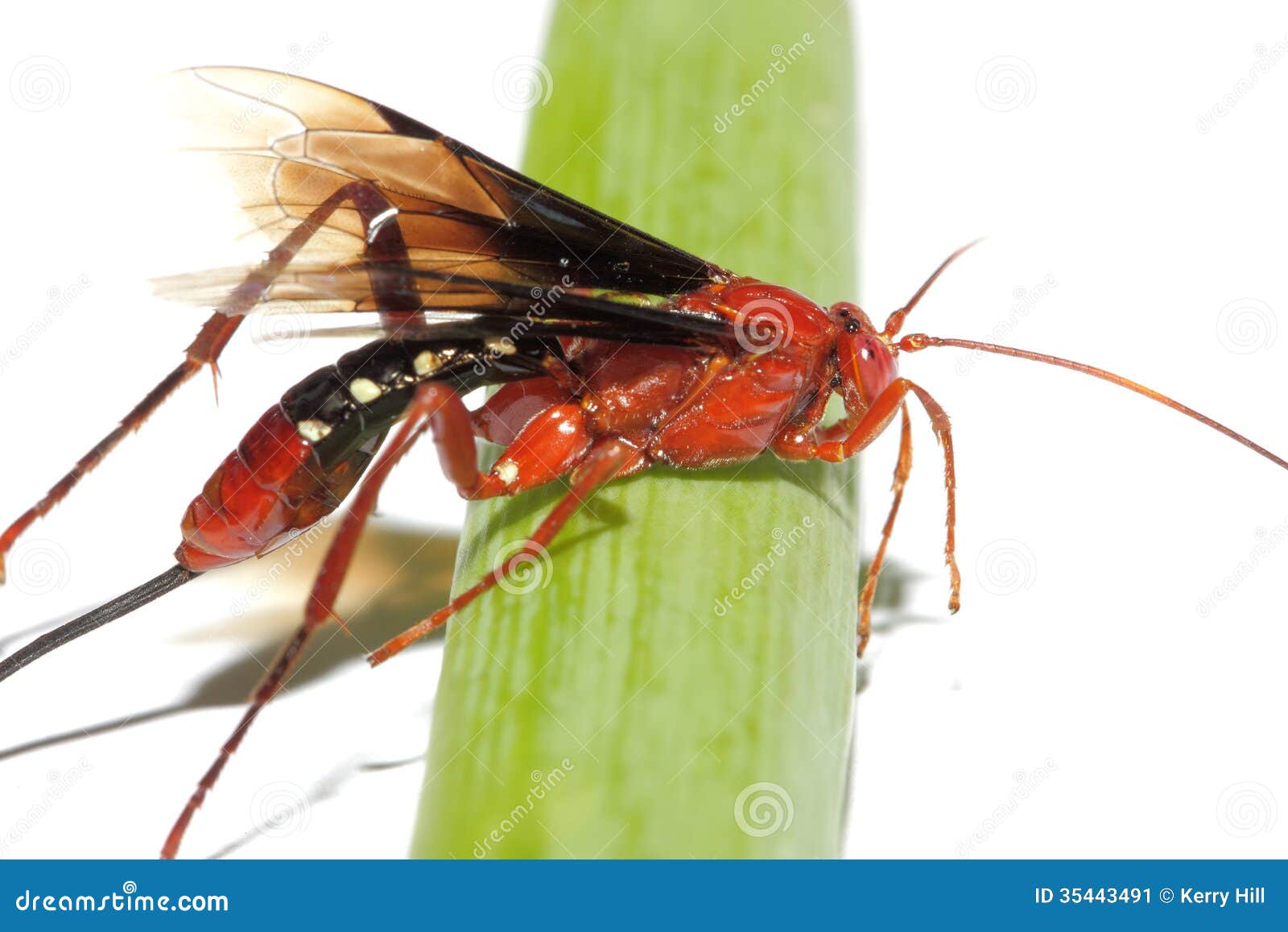Rode wesp stock afbeelding. Image of ongedierte, australië - 35443491