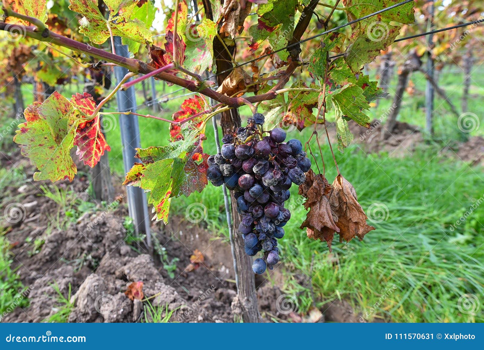 Rode wijndruif in vieyard stock afbeelding. Image of druiven - 111570631