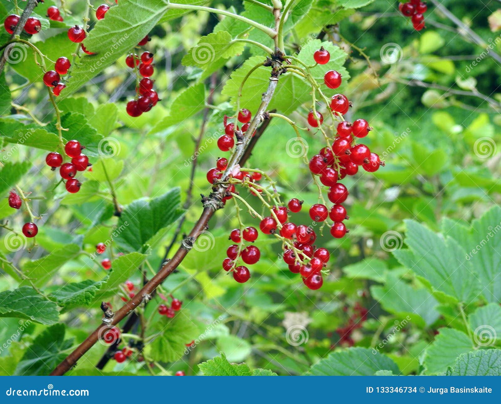 Rode Wilde Bessen in De Zomer, Litouwen Stock Foto - Image of nave ...