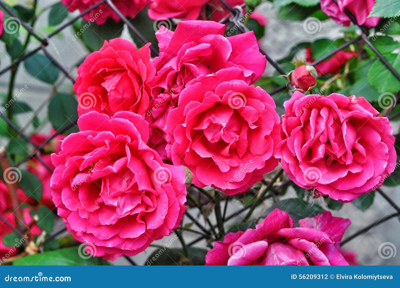 Rode Wilde Rozen stock foto. Image of kleuren, macro - 56209312