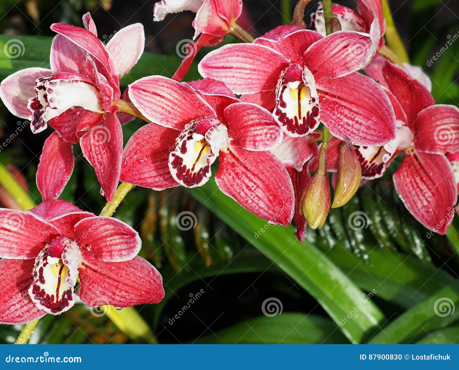 Rode, Witte En Kastanjebruine Dendrobium-Orchidee Stock Foto - Image of ...