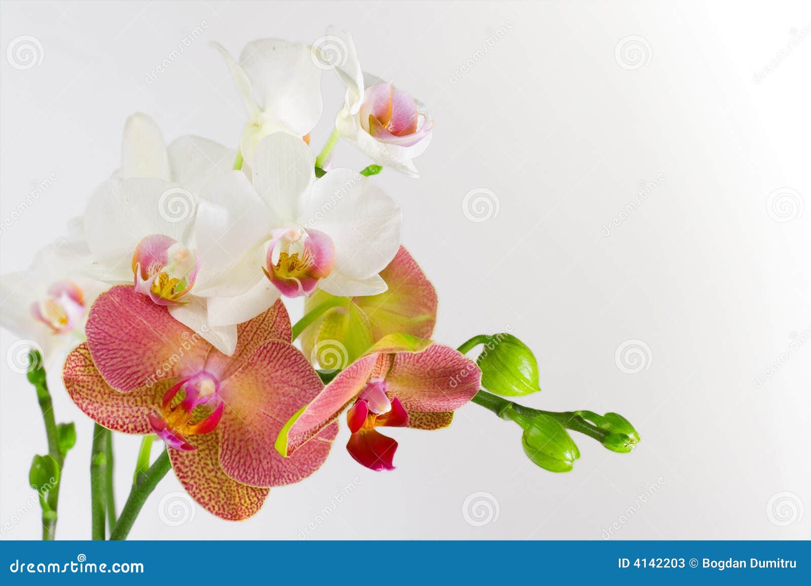 Rode & Witte Orchidee Picture. Image: 4142203