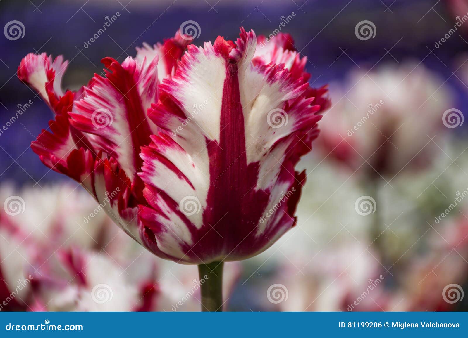 Rode Witte Tulp, Botanische Tuinen Van Balchik, Bulgarije Stock Foto ...