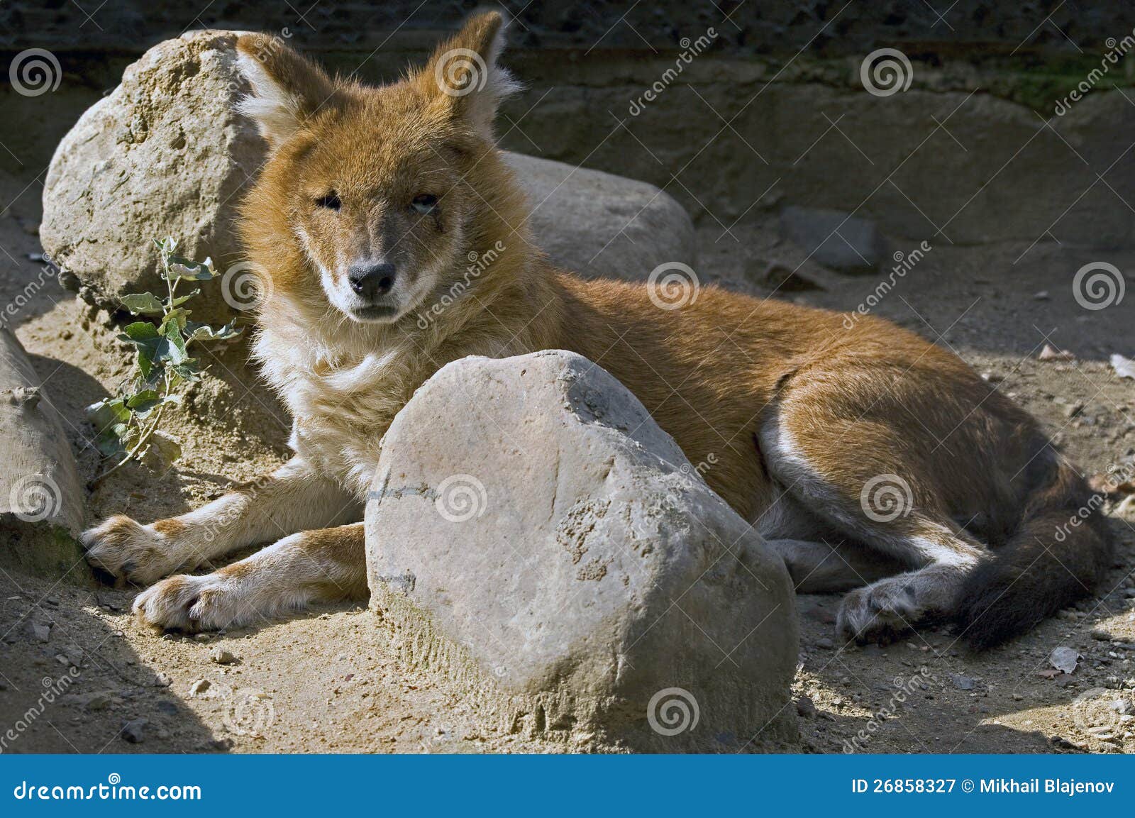 Rode wolf 1 stock afbeelding. Image of dierentuin, scheur - 26858327