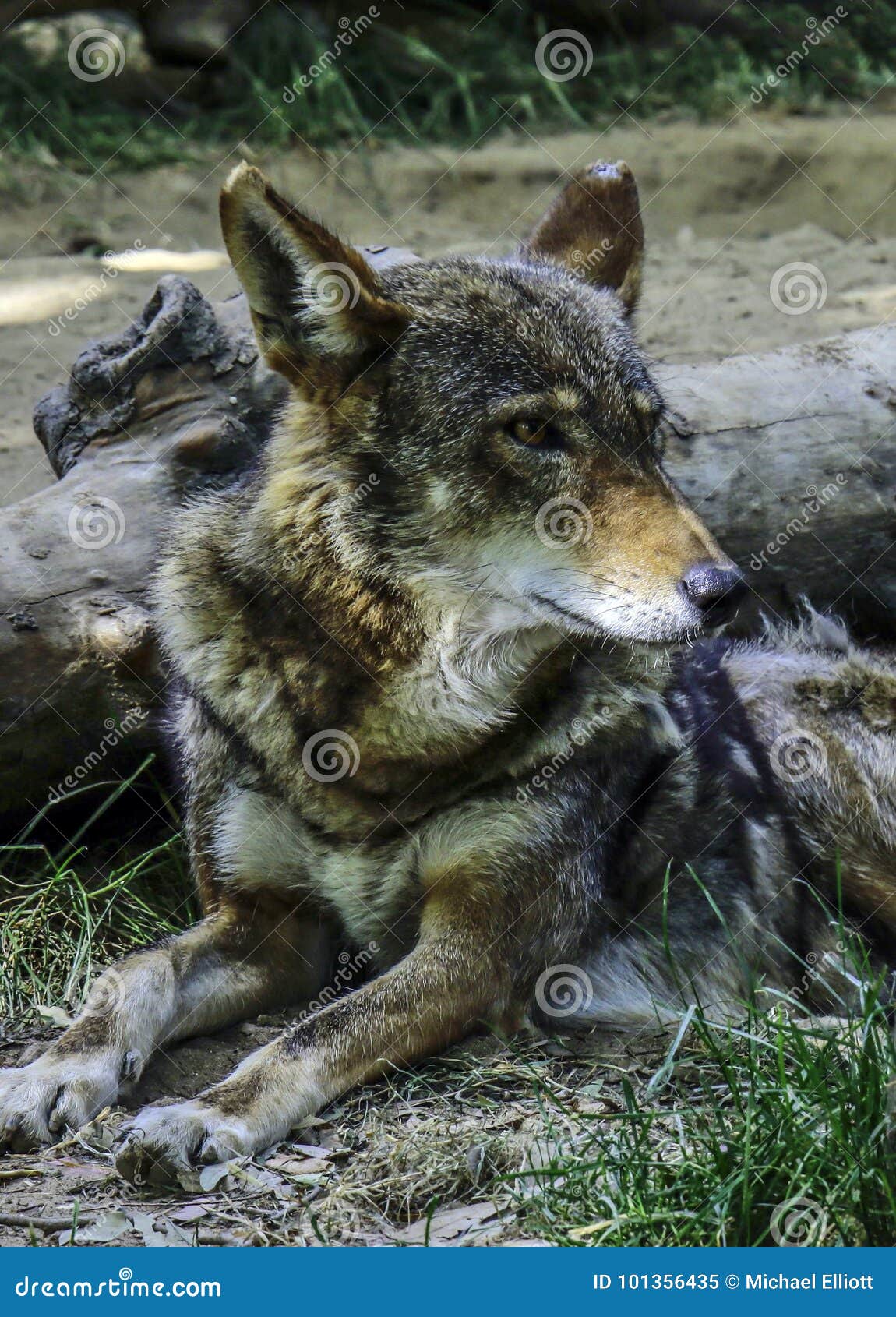 Rode wolf stock afbeelding. Image of roofzuchtig, zoogdier - 101356435