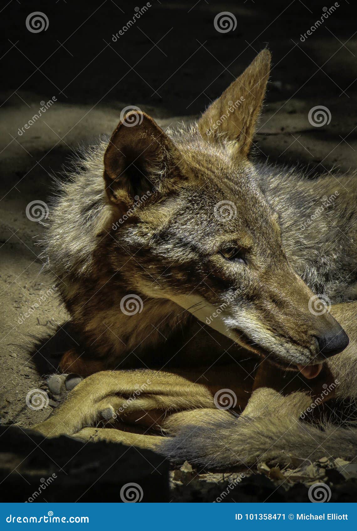 Rode wolf stock afbeelding. Image of naughty, narcissen - 101358471