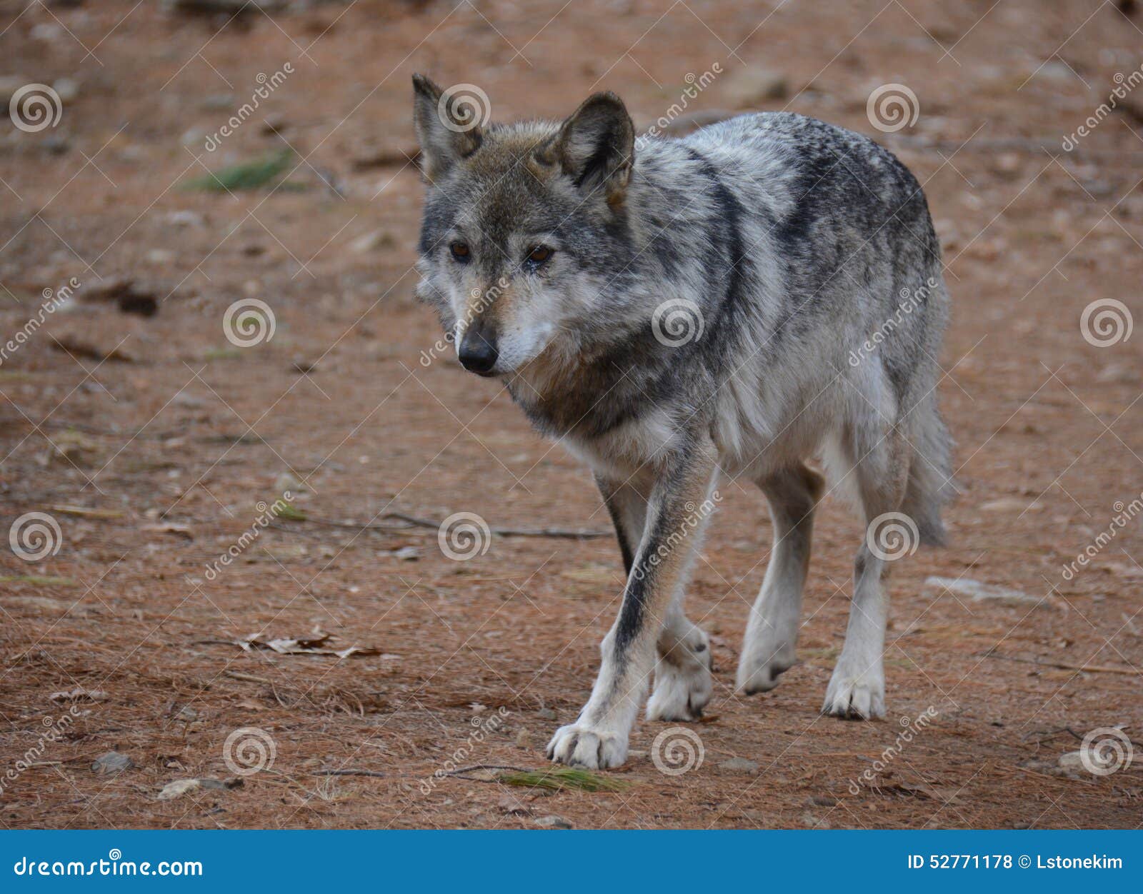 Rode wolf stock foto. Image of vroeg, wolf, gevangene - 52771178