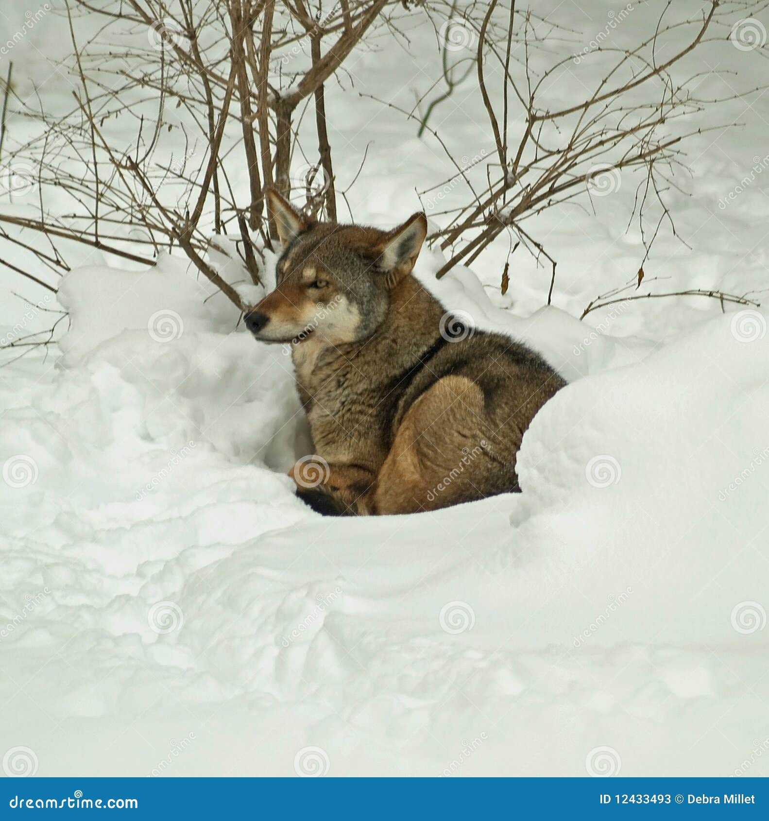 Rode wolf in sneeuw stock afbeelding. Image of wolven - 12433493