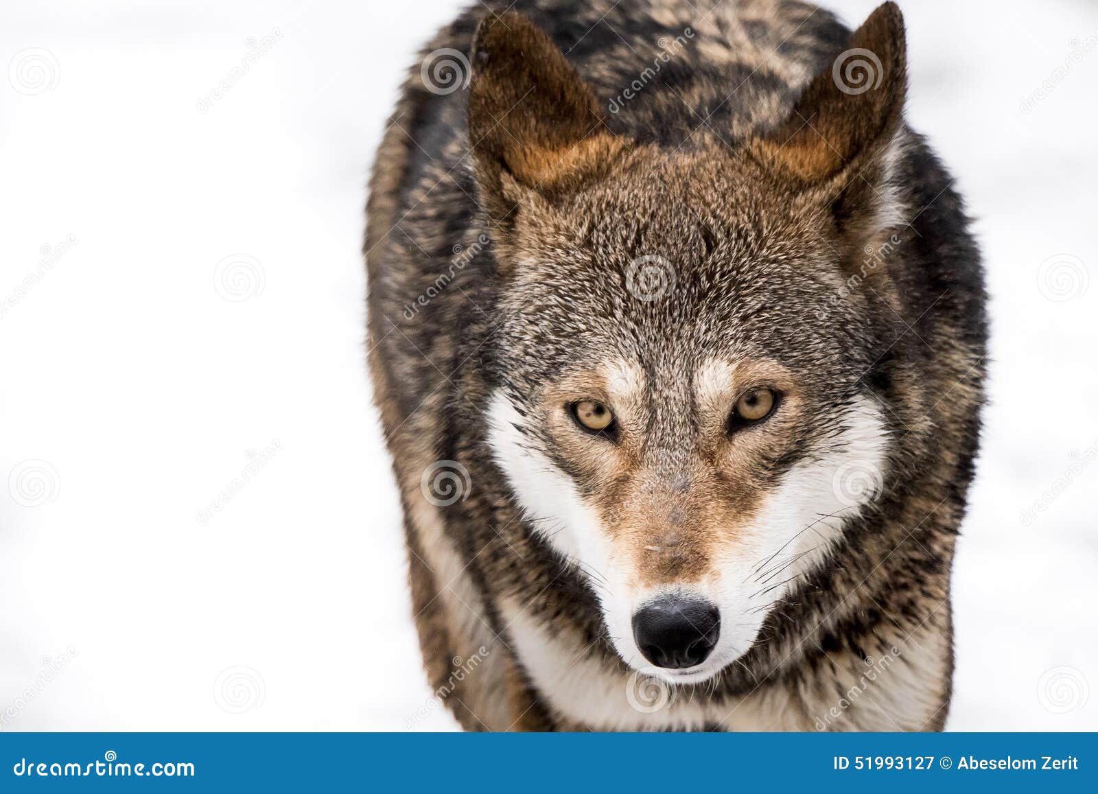 Rode Wolf in Sneeuw II stock afbeelding. Image of verenigd - 51993127