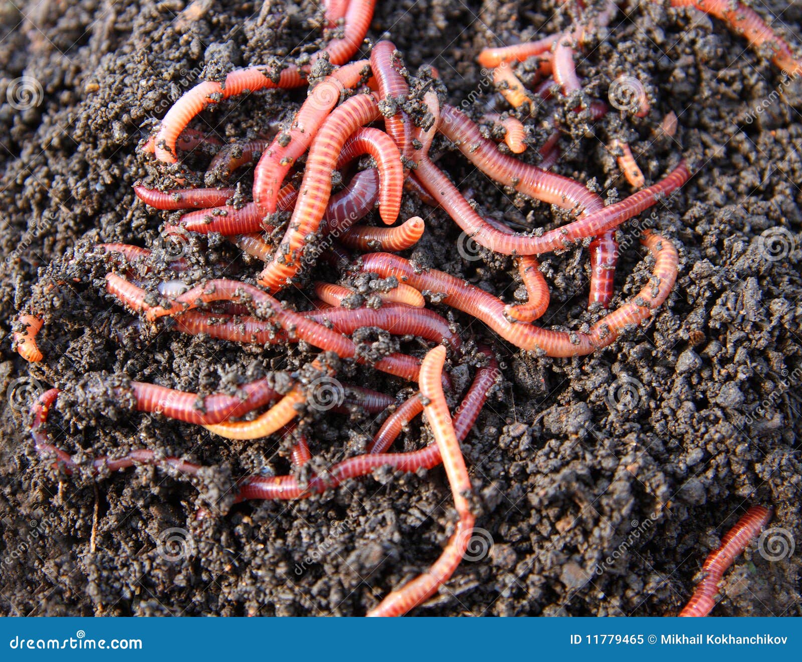 Rode Wormen In Compost Royalty-vrije Stock Foto - Beeld: 11779465