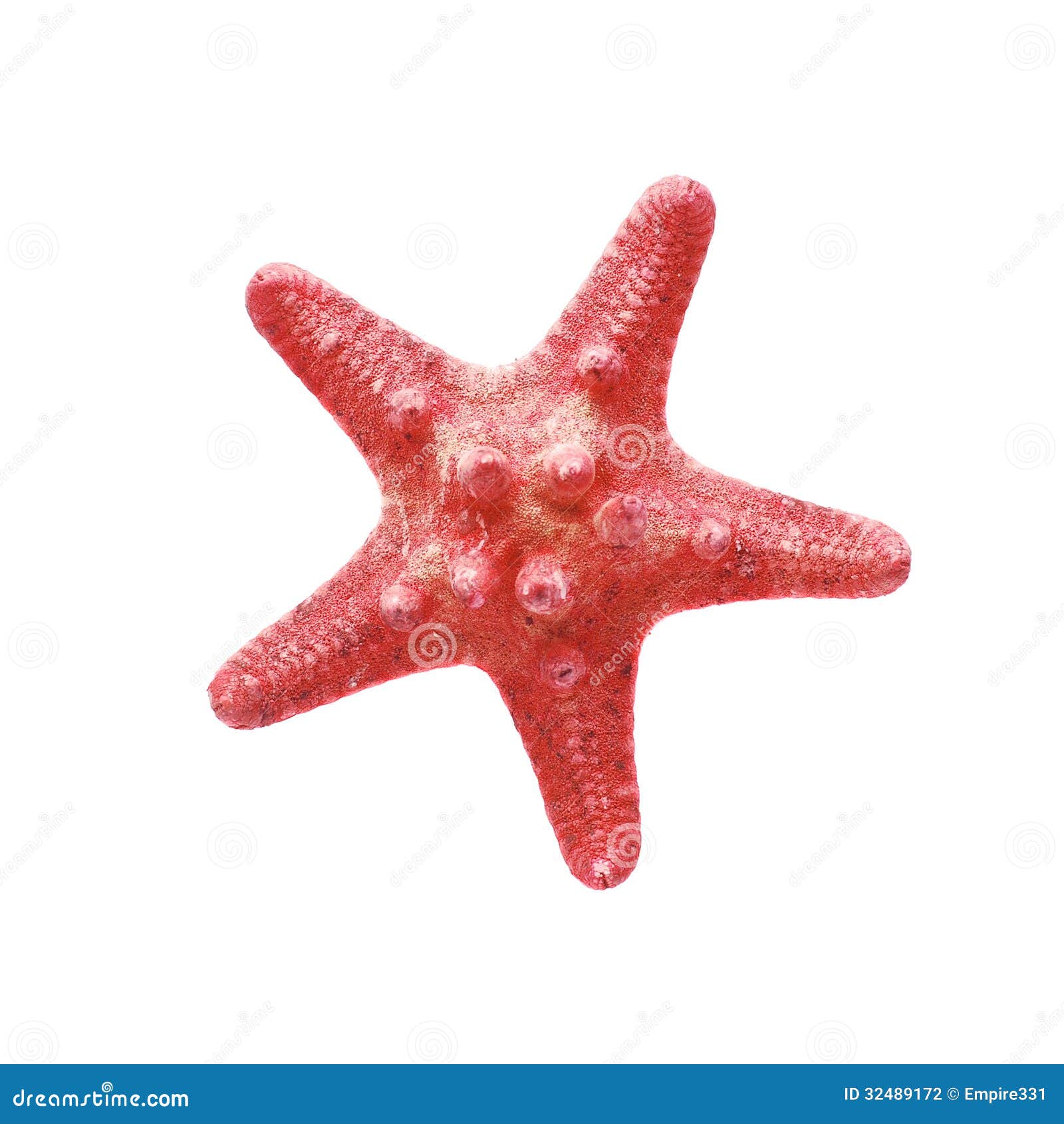 Rode zeester stock foto. Image of schelp, leven, tropisch - 32489172