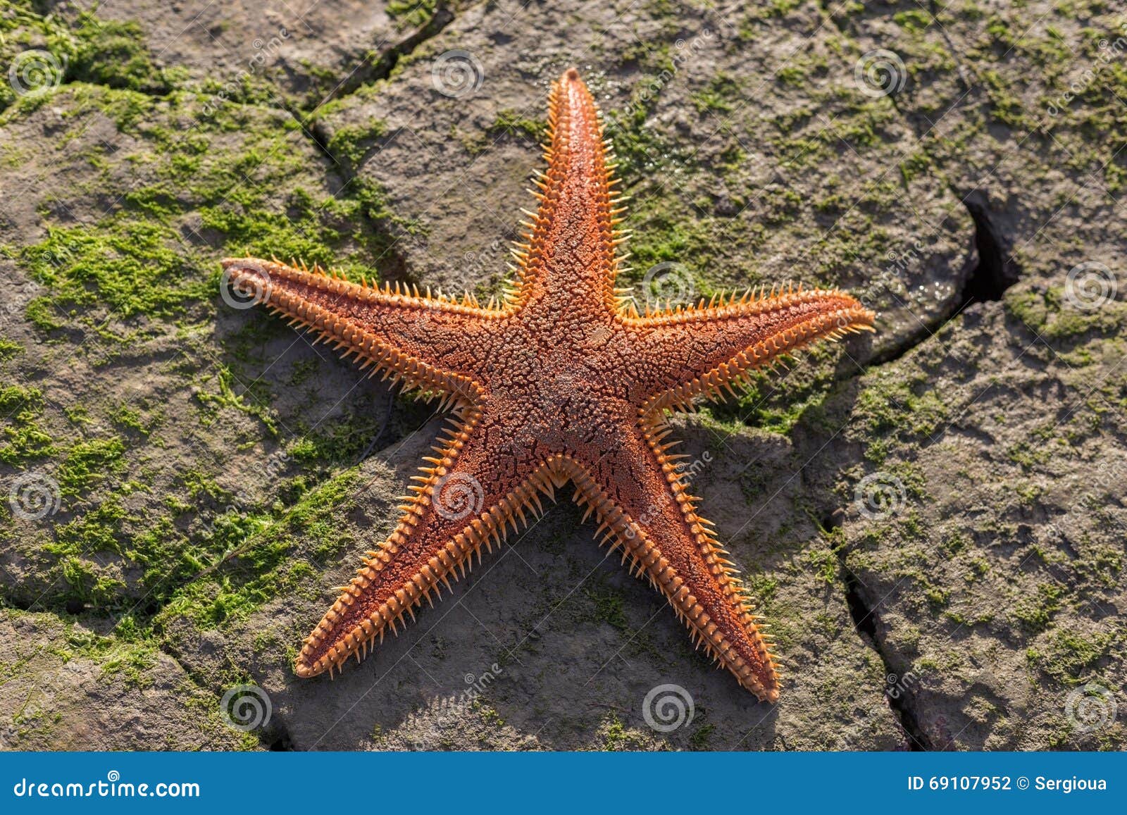 Rode zeester op het Strand stock foto. Image of caye - 69107952