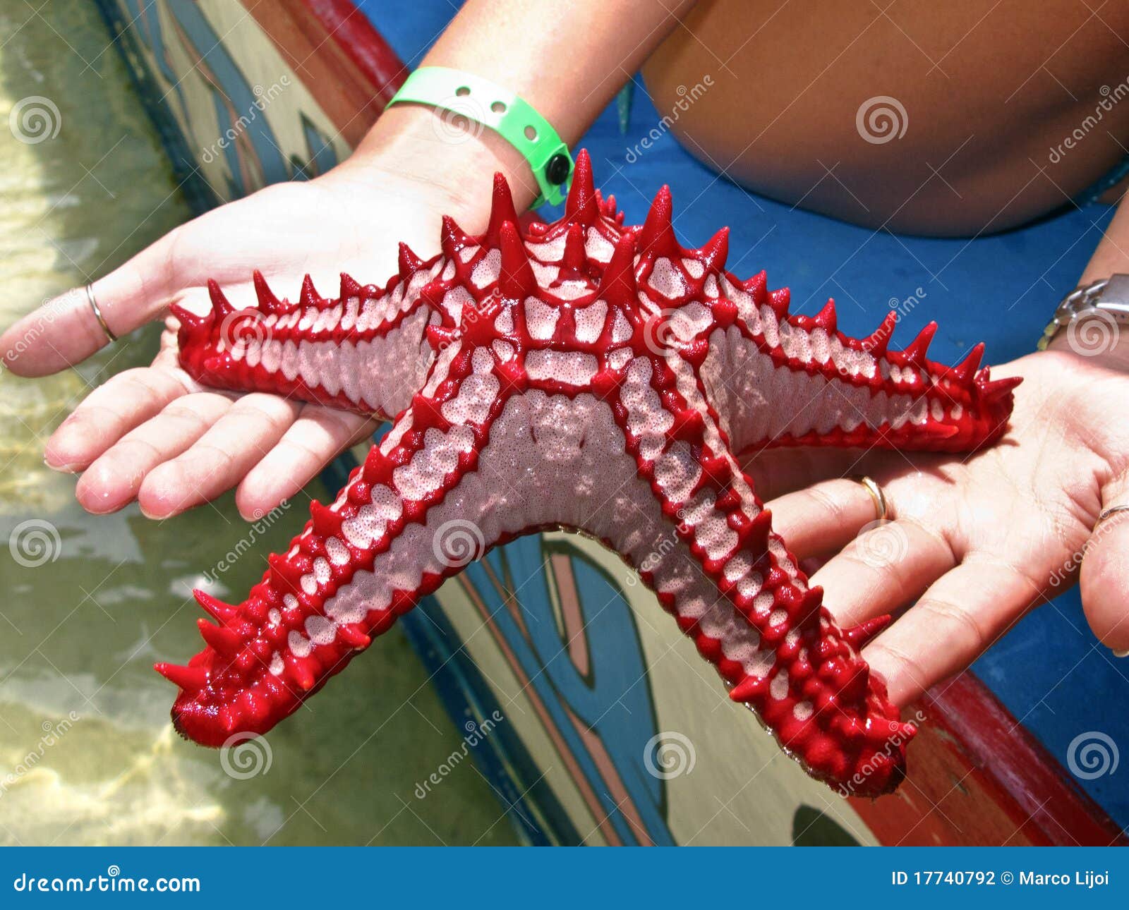 Rode zeester van Kenia stock foto. Image of zeester, tropisch - 17740792