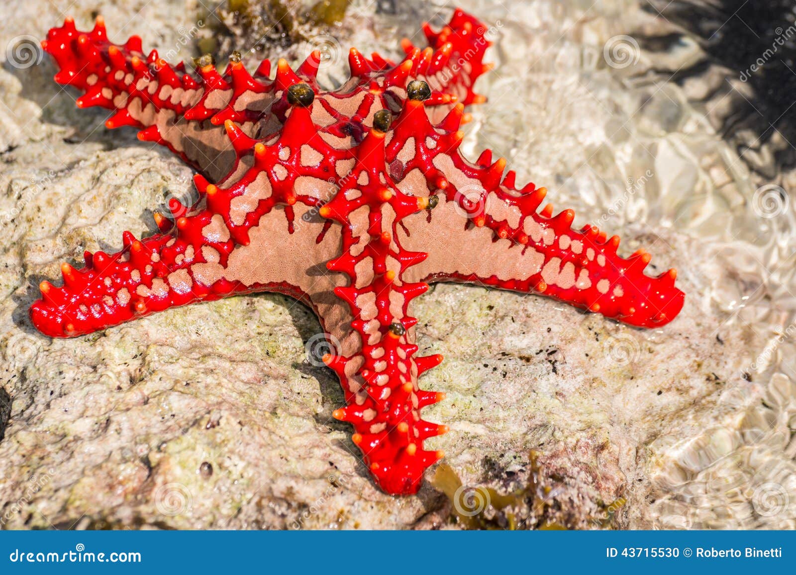 Rode zeester Zanzibar stock foto. Image of leven, kleur - 43715530
