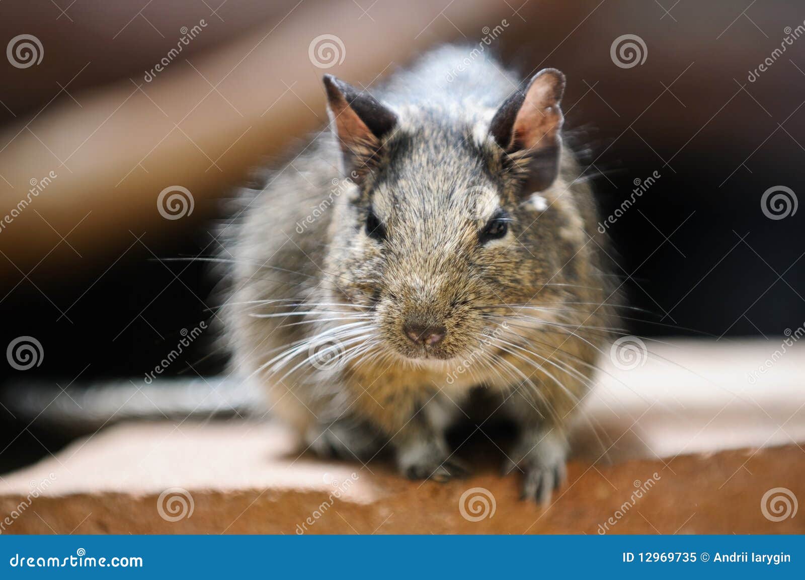 Rodent stock image. Image of pika, brown, columbia, cute - 12969735