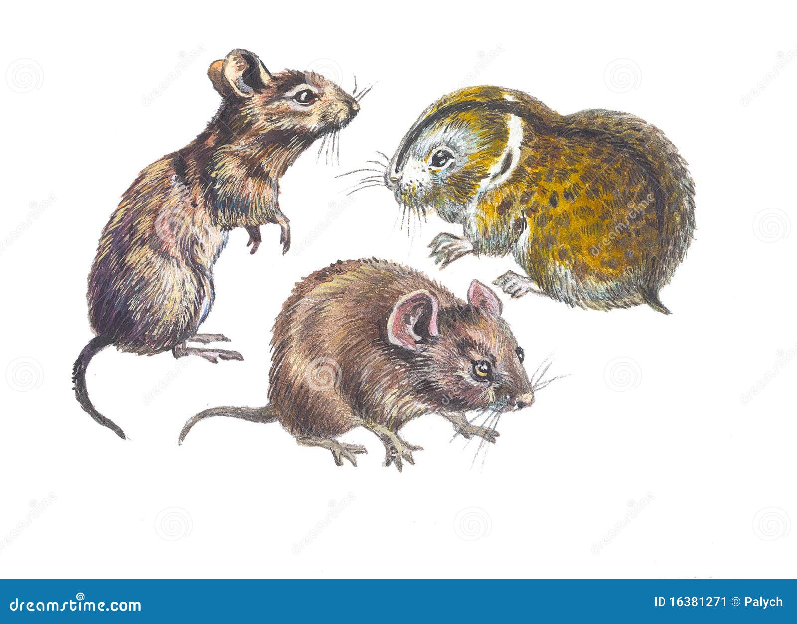 Rodent stock illustration. Illustration of animal, wildlife - 16381271