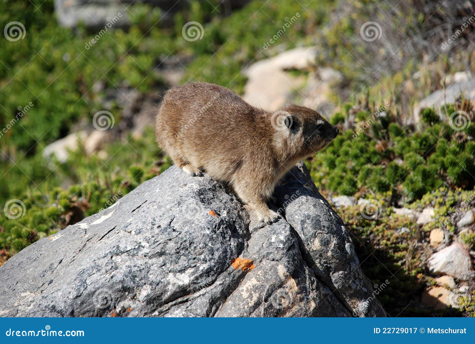 A rodent stock image. Image of cape, nature, wildlife - 22729017