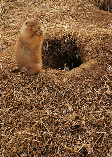Rodent stock image. Image of nose, north, peanut, tail - 2962687