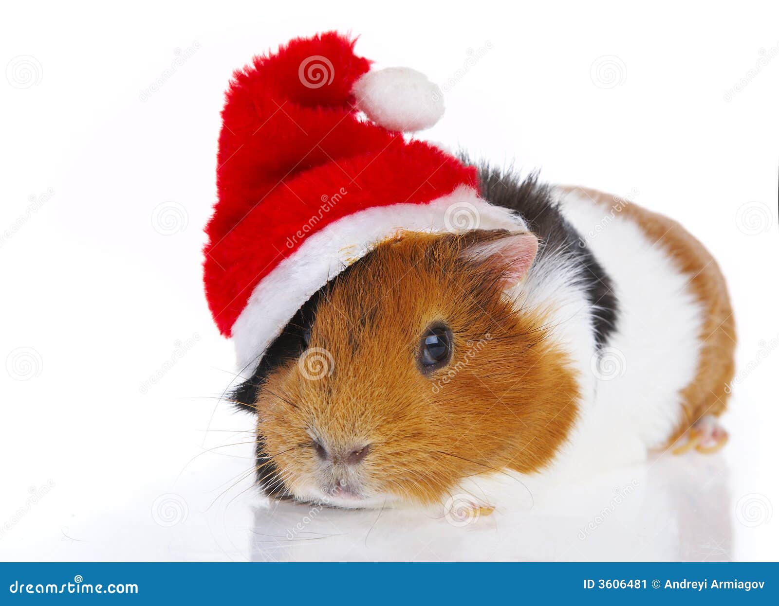 Rodent stock image. Image of colseup, festival, pets, christmas - 3606481
