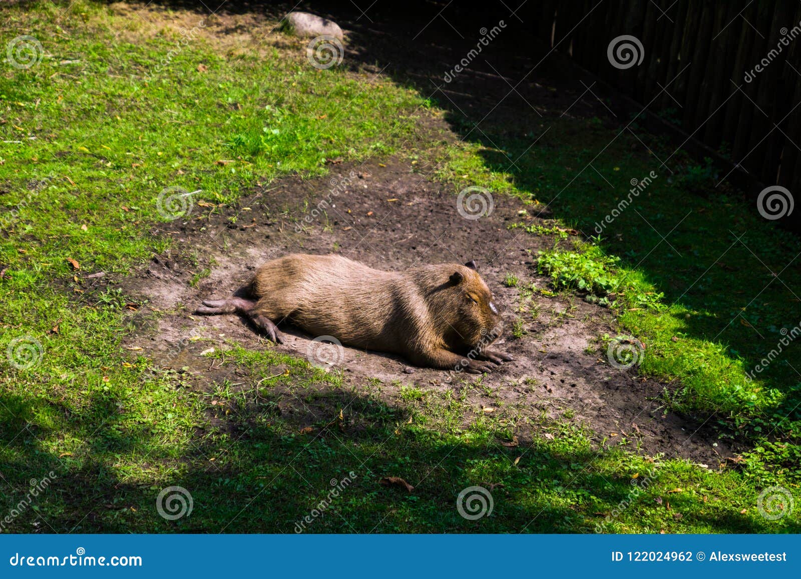Rodent capybara stock photo. Image of large, isolated - 122024962