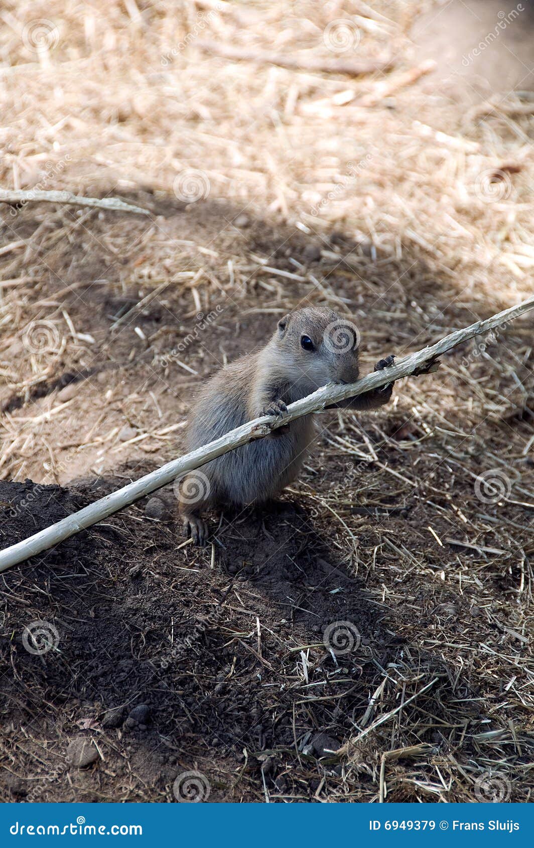 Rodent biting on stick stock image. Image of twig, holds - 6949379