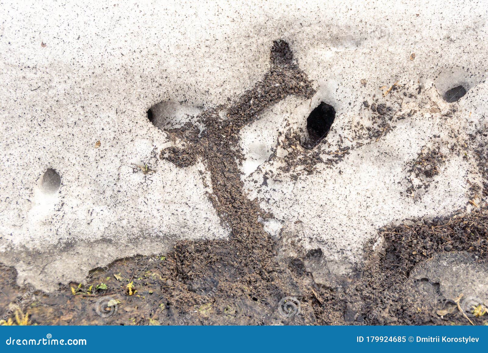 Rodent Burrows in the Snow in Spring Stock Image - Image of chipmunk ...