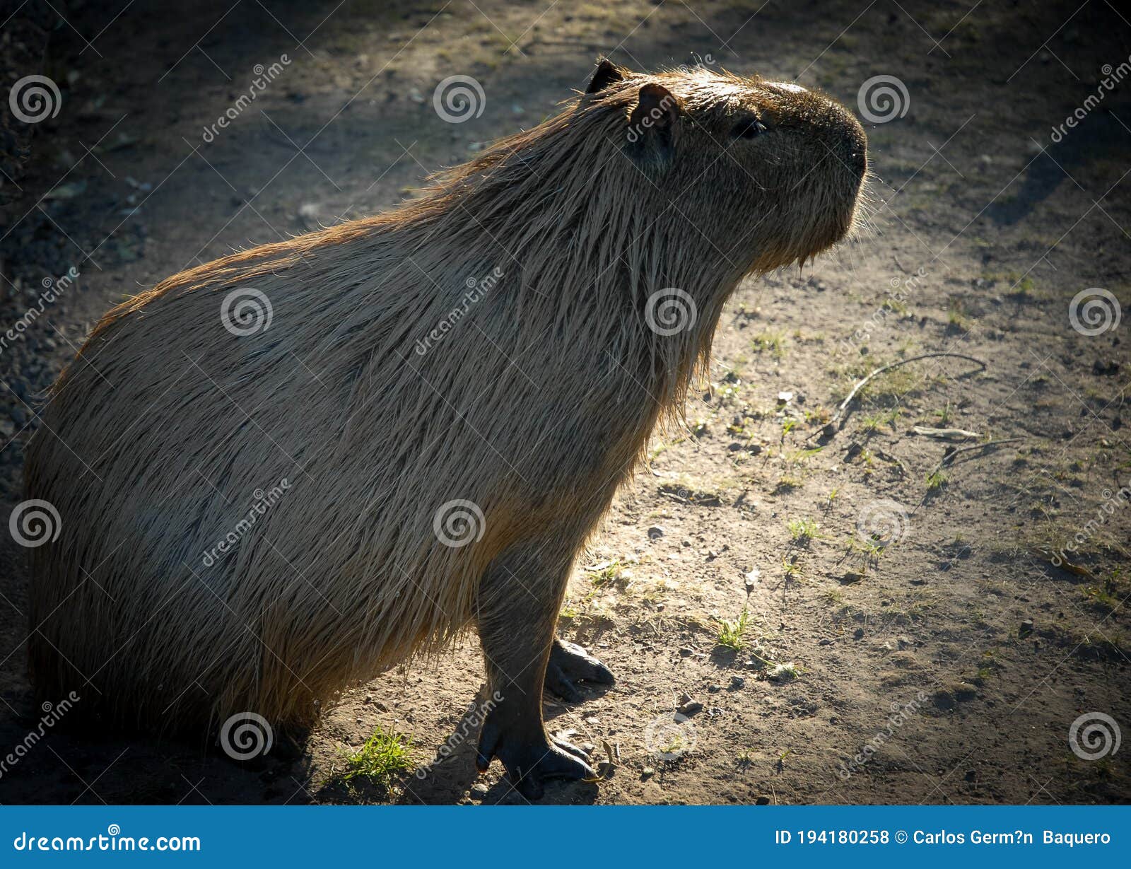 Rodent Capivara in the Wild Stock Photo - Image of capybara, green ...