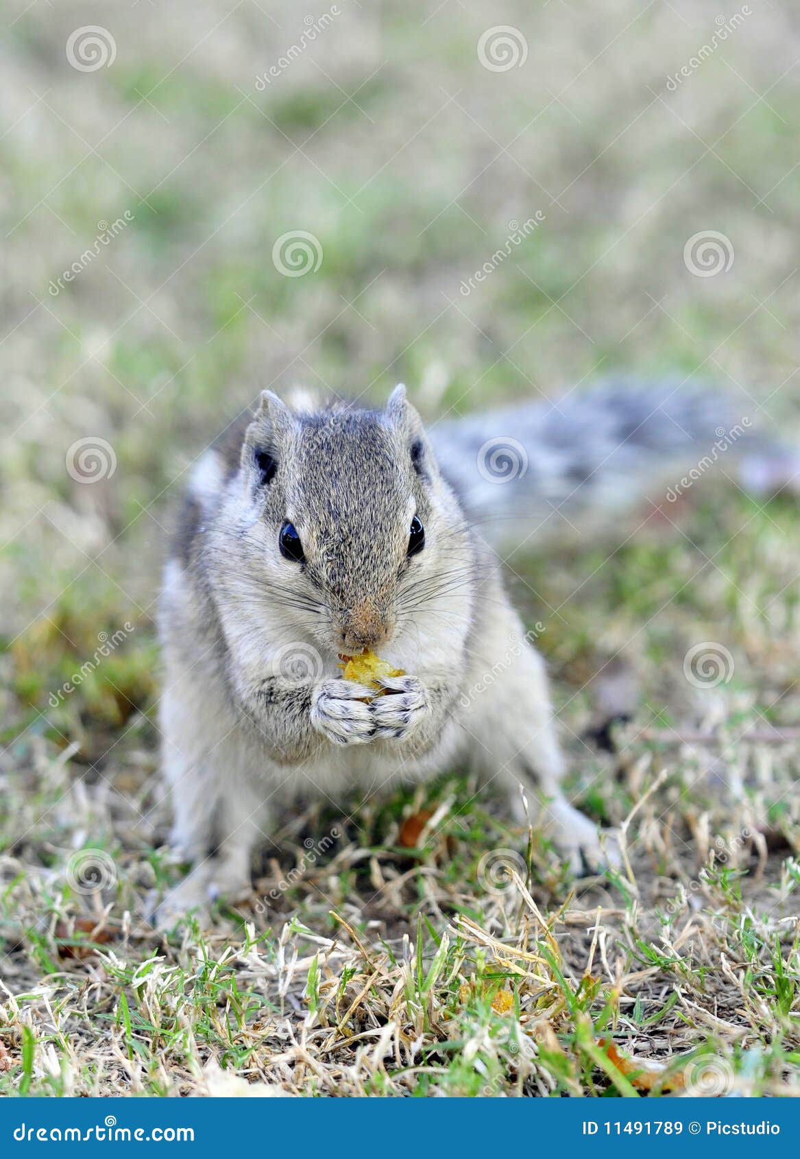Rodent caught eating stock image. Image of close, eating - 11491789