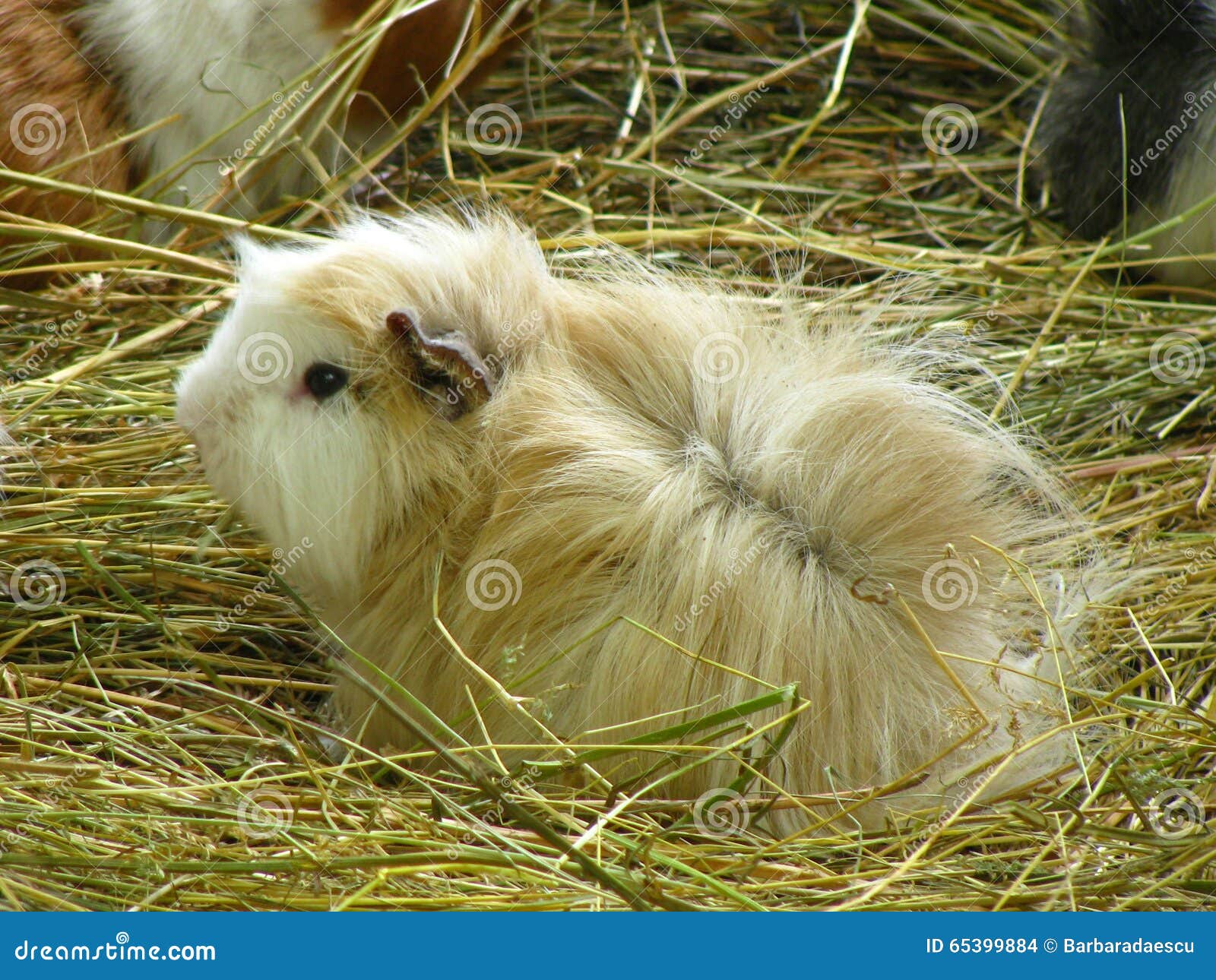 Rodent stock photo. Image of optical, adorable, rodent - 65399884