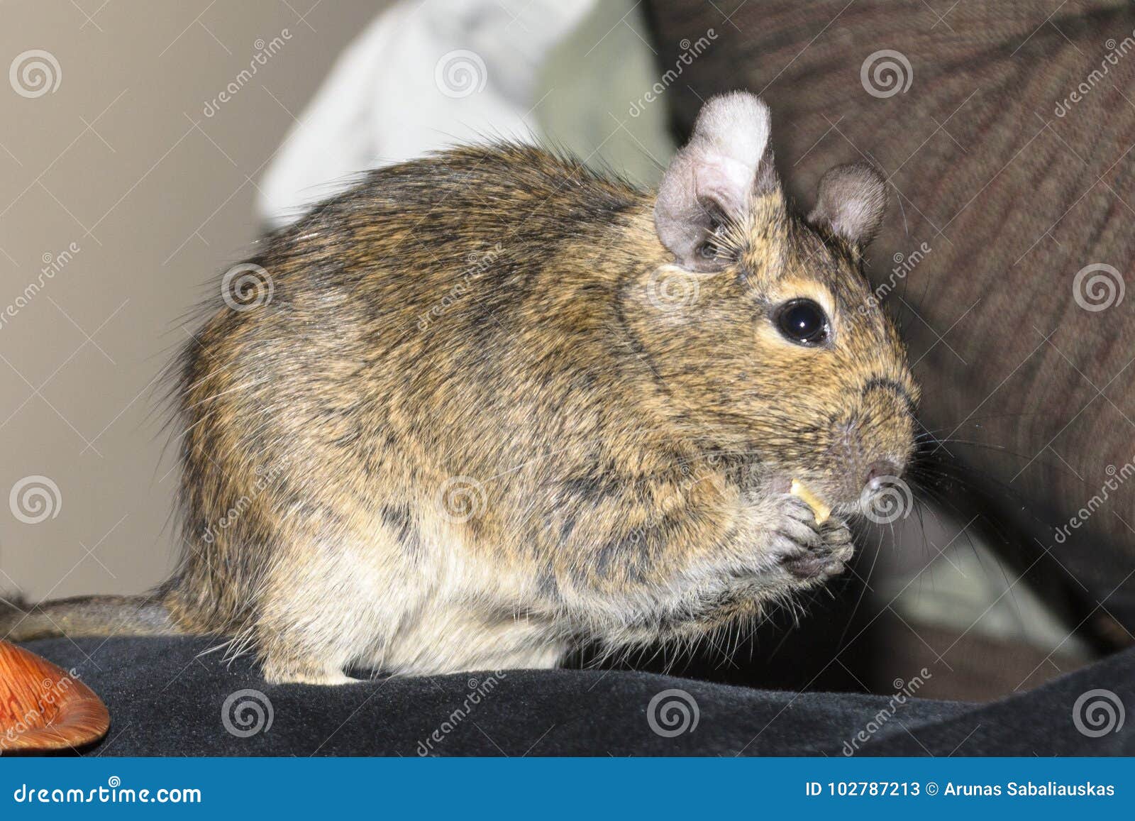 Rodent degu eating stock image. Image of brown, indoor - 102787213