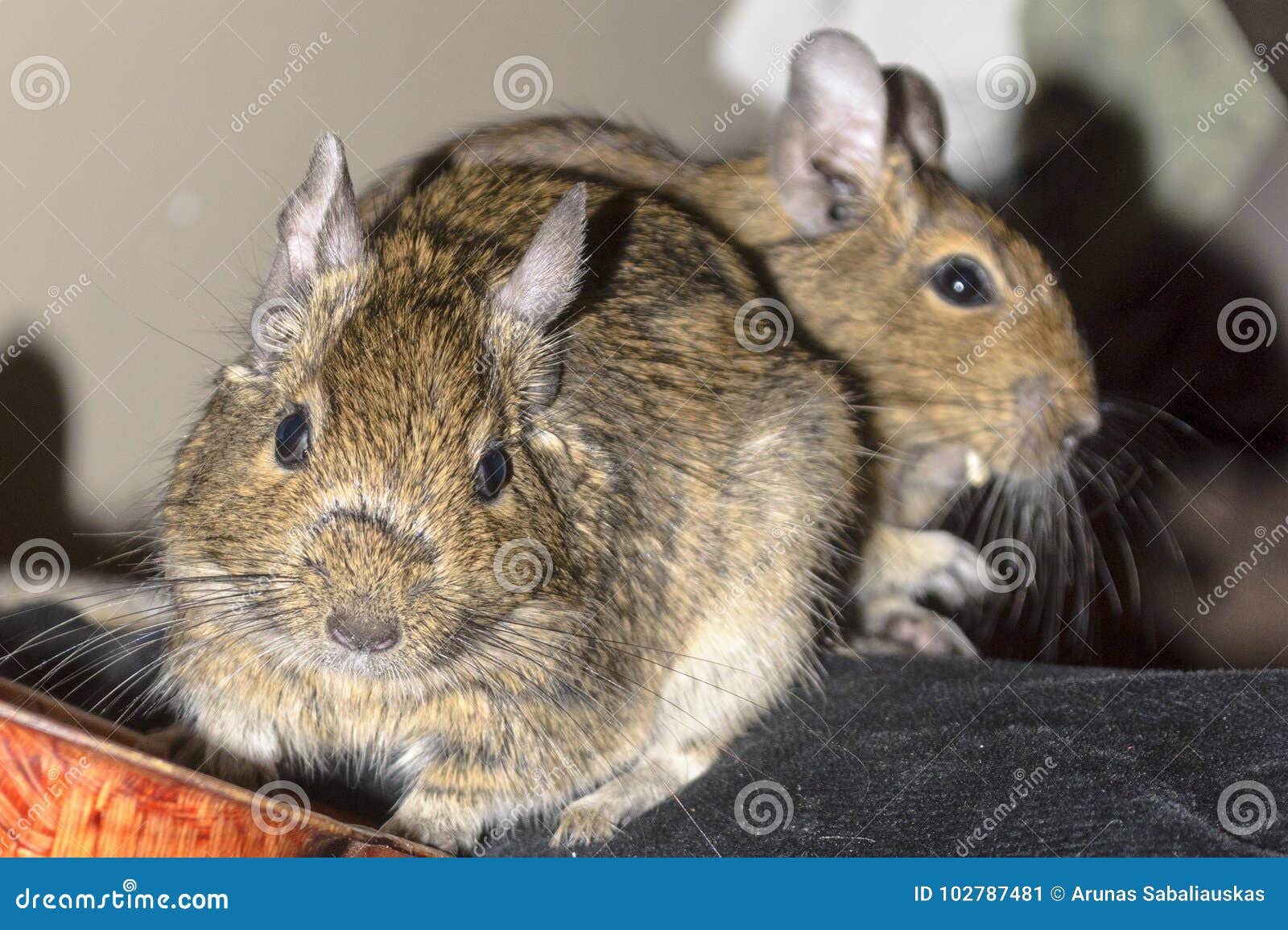 Degu stock image. Image of head, cute, funny, nature - 102787481