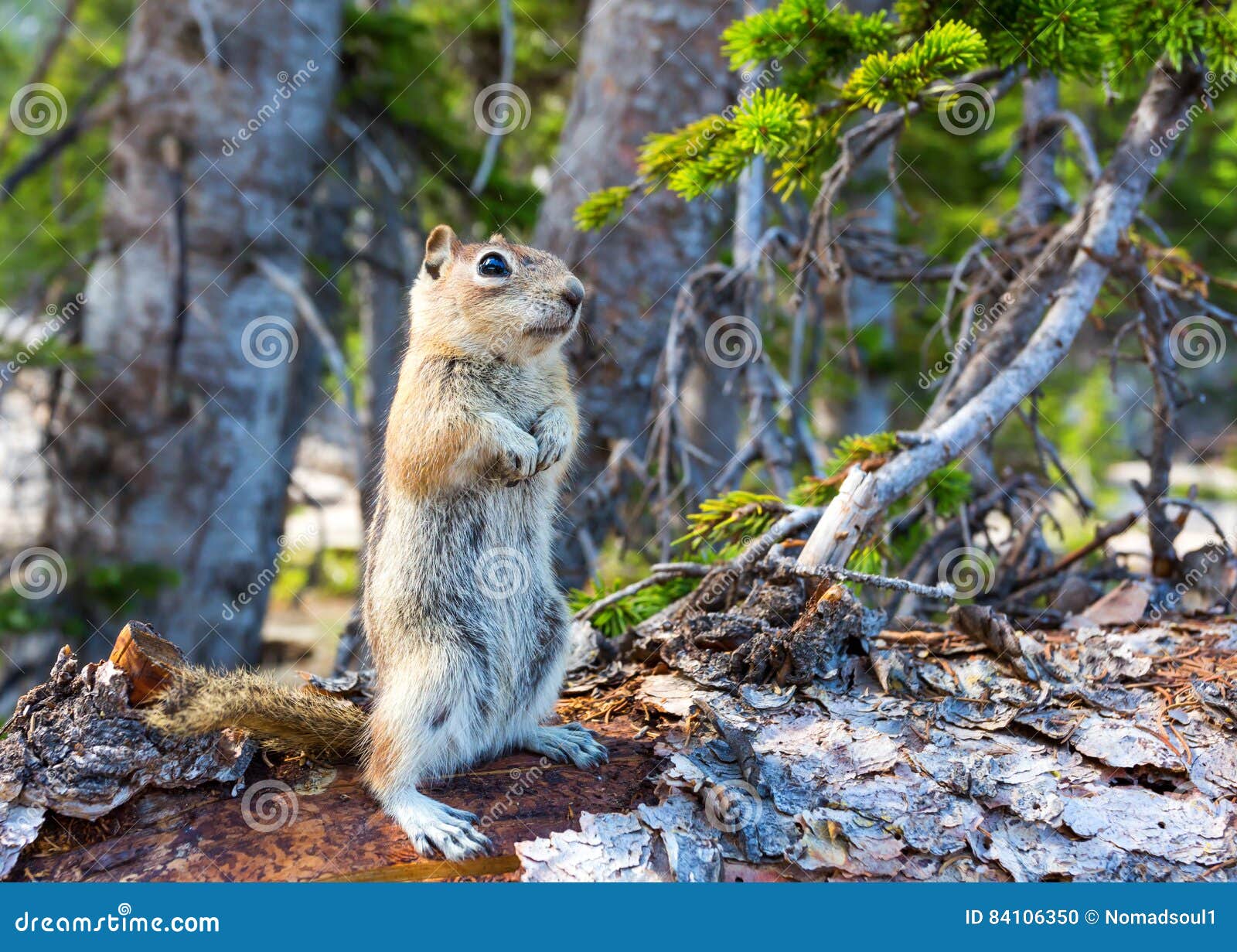 Rodent on Dry Tree in Green Forest. Stock Photo - Image of moss, park ...