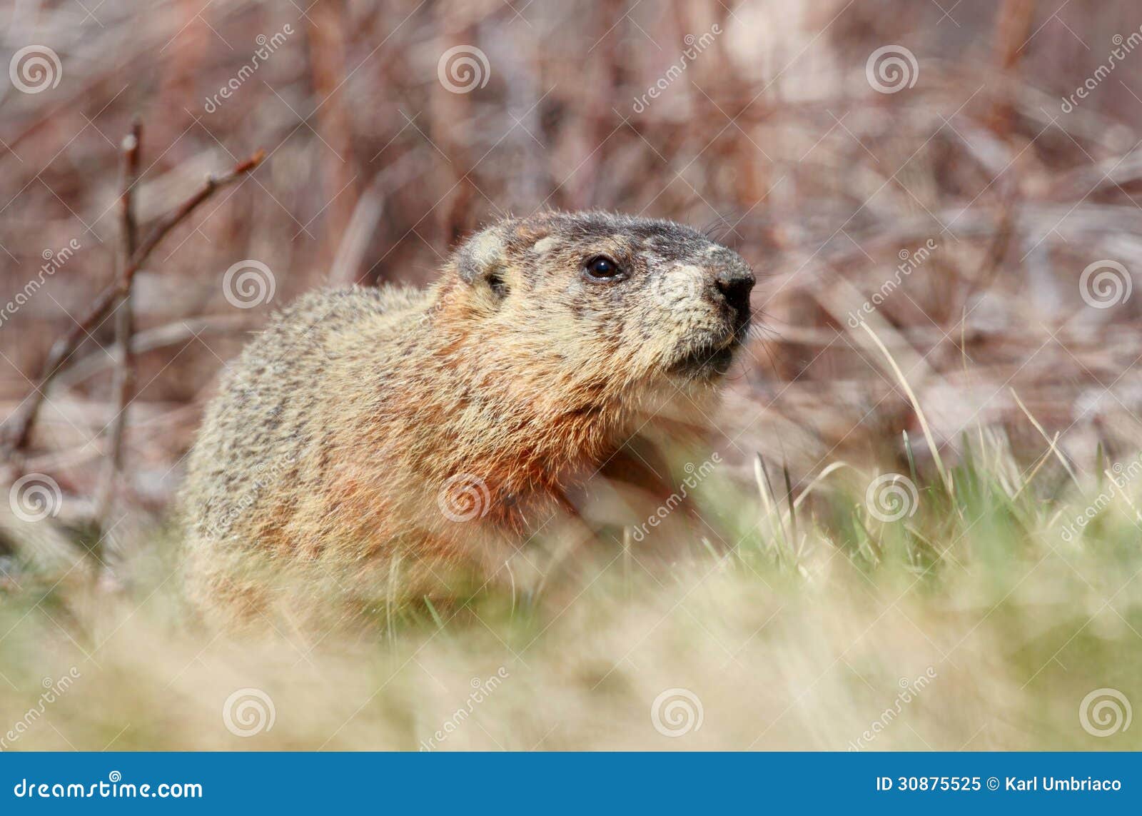 Rodent in grass stock image. Image of quebec, outdoor - 30875525