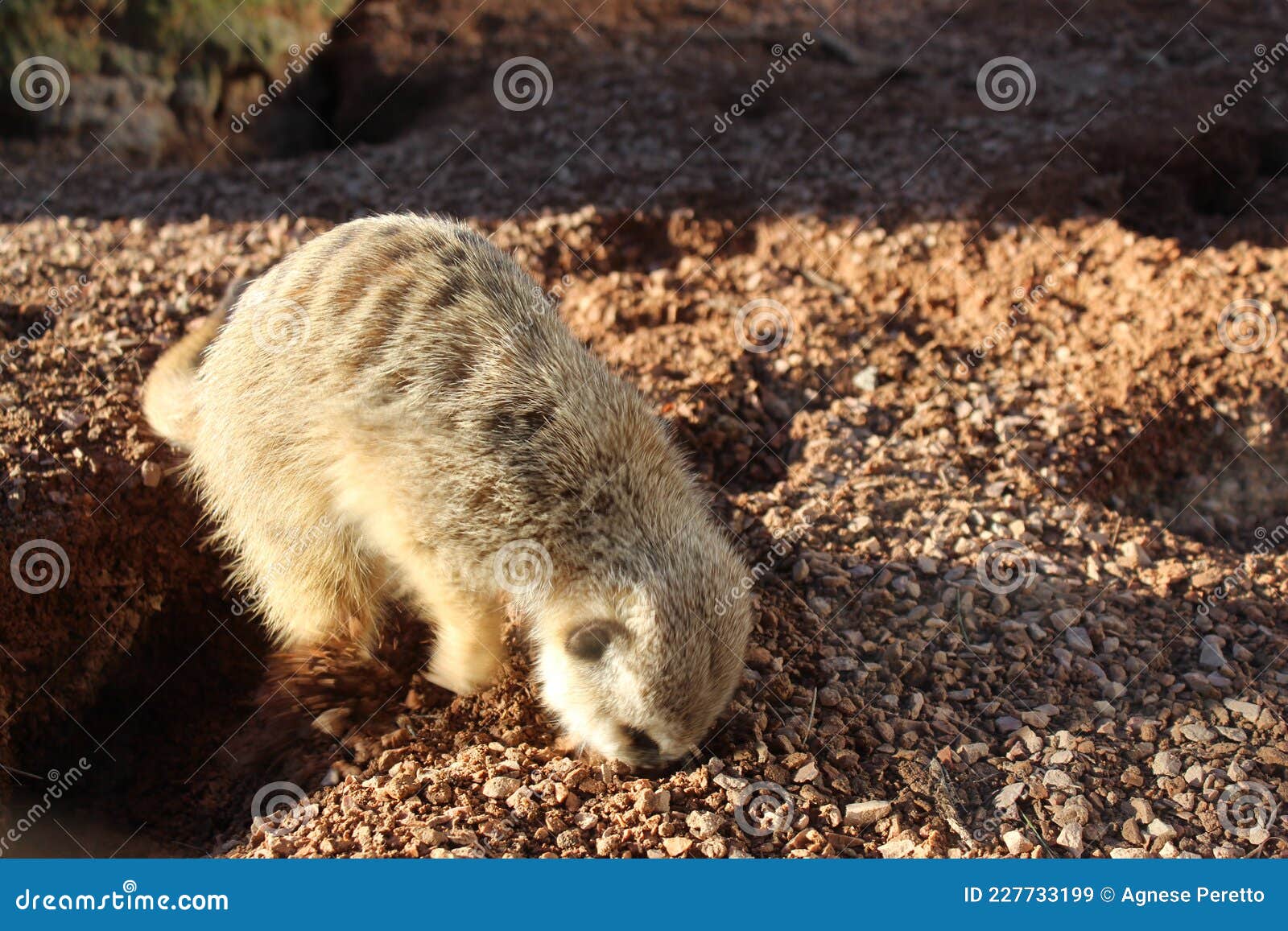 A Rodent Looking at the Camera Stock Image - Image of business, atlanta ...