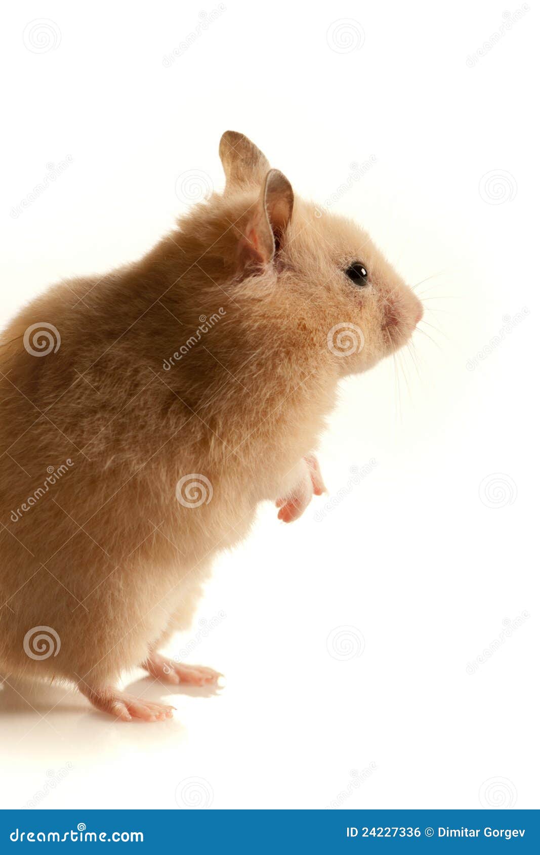 Rodent profile stock photo. Image of pest, studio, curious - 24227336