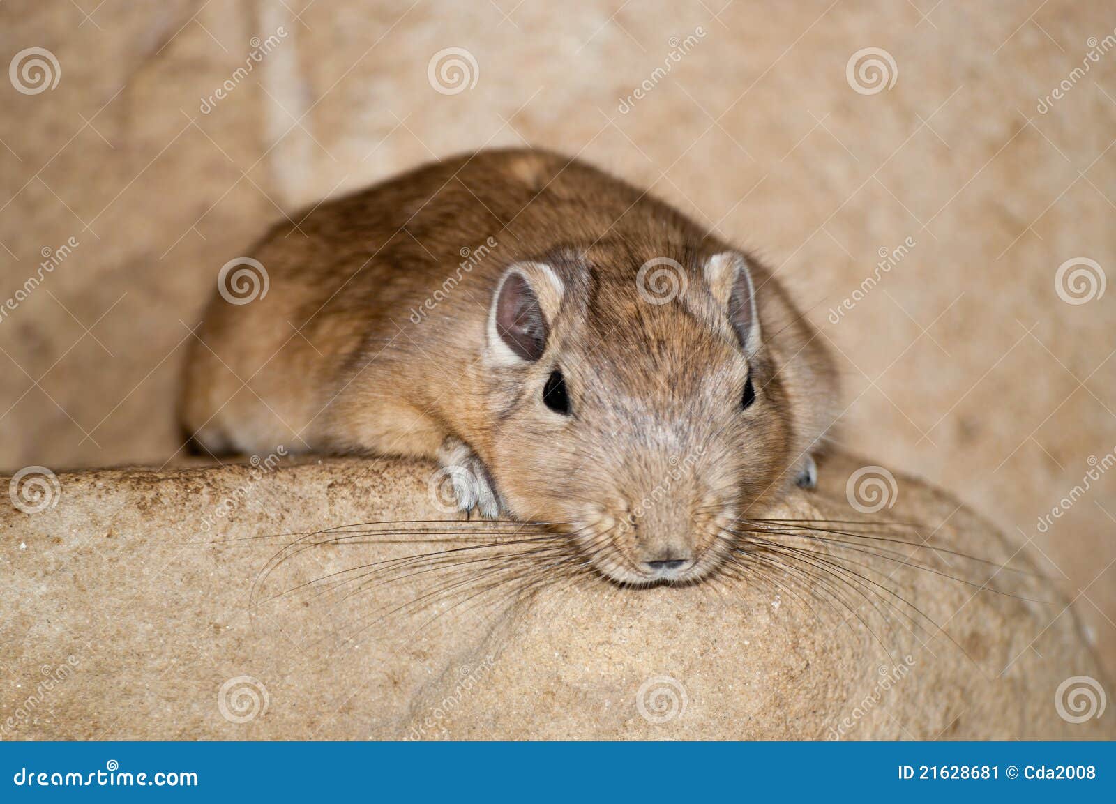 Rodent on a rock stock image. Image of rodentia, zoological - 21628681