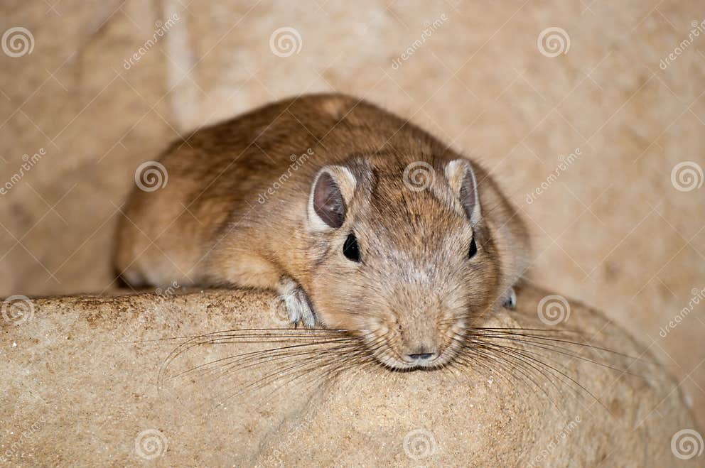 Rodent on a rock stock image. Image of rodentia, zoological - 21628681
