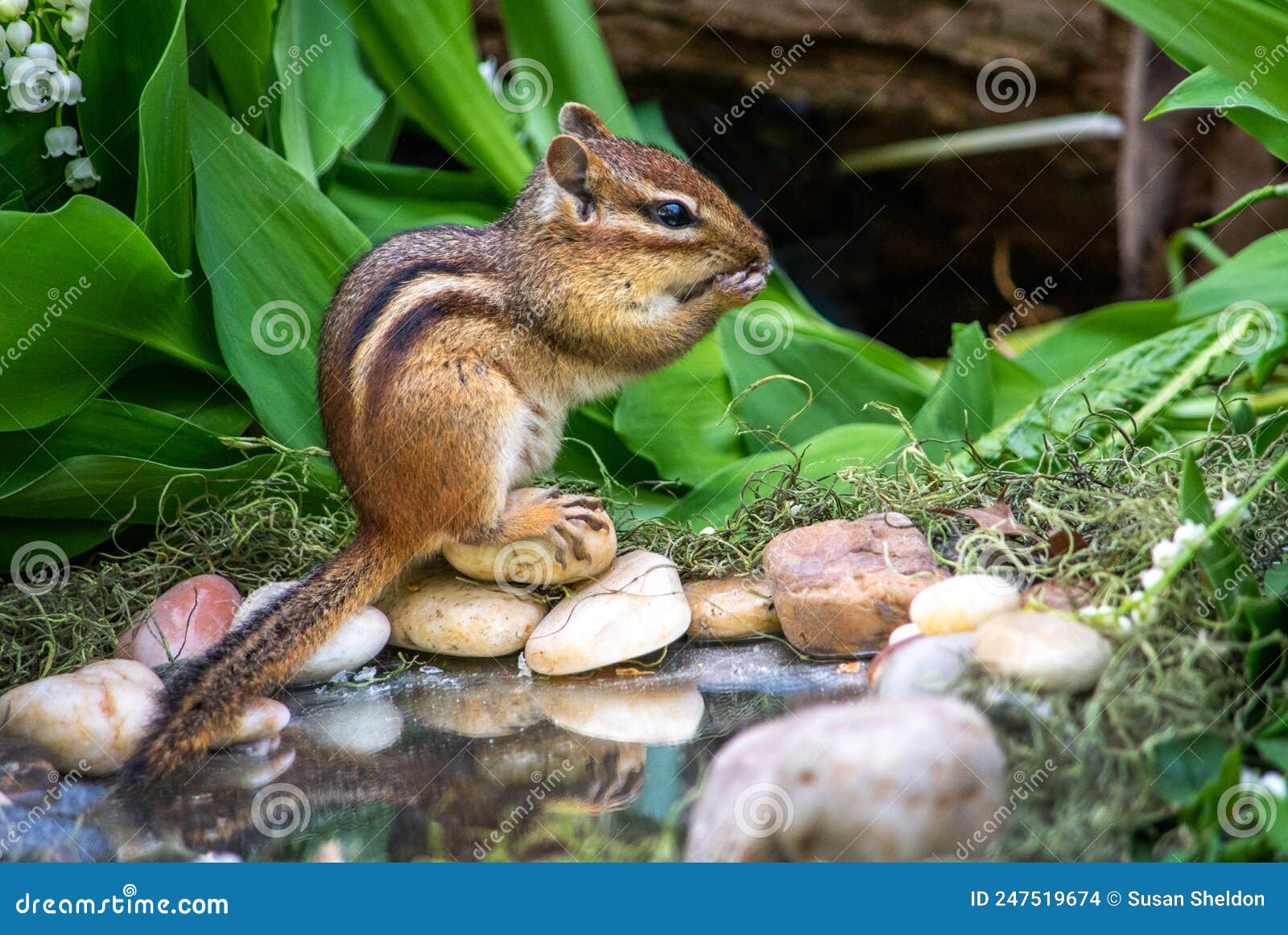 Rodent on the rocks stock photo. Image of garden, little - 247519674