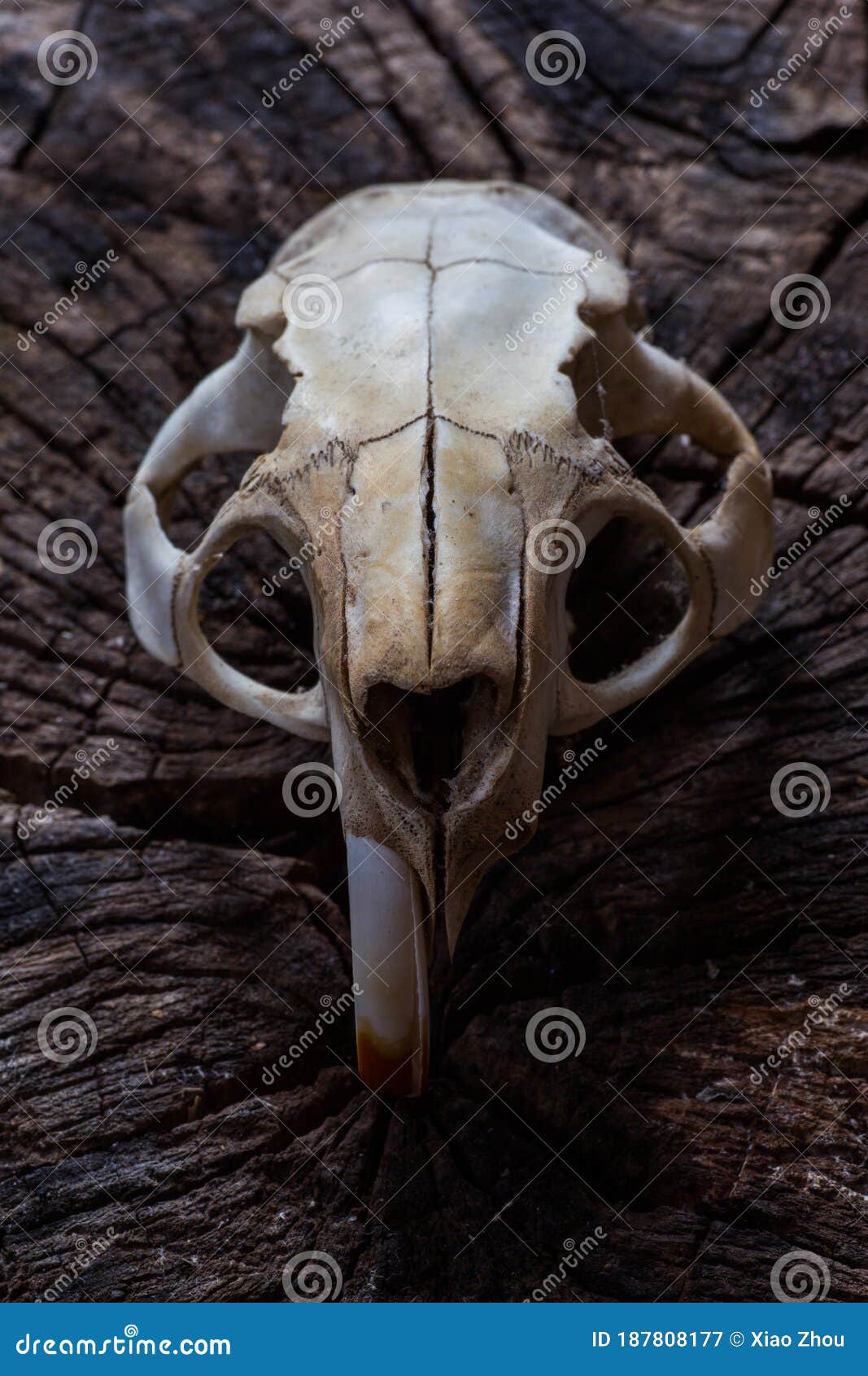 Rodent Skull Stock Image Image Of Identify Bone Rock 187808177