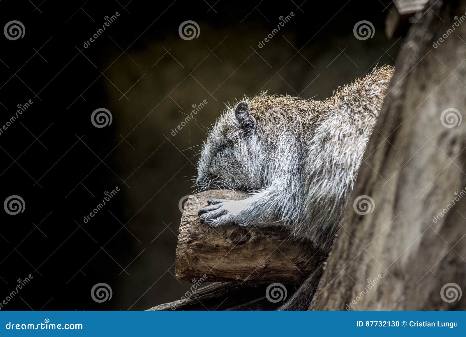 Rodent sleeping stock photo. Image of lazy, tourism, rodents - 87732130