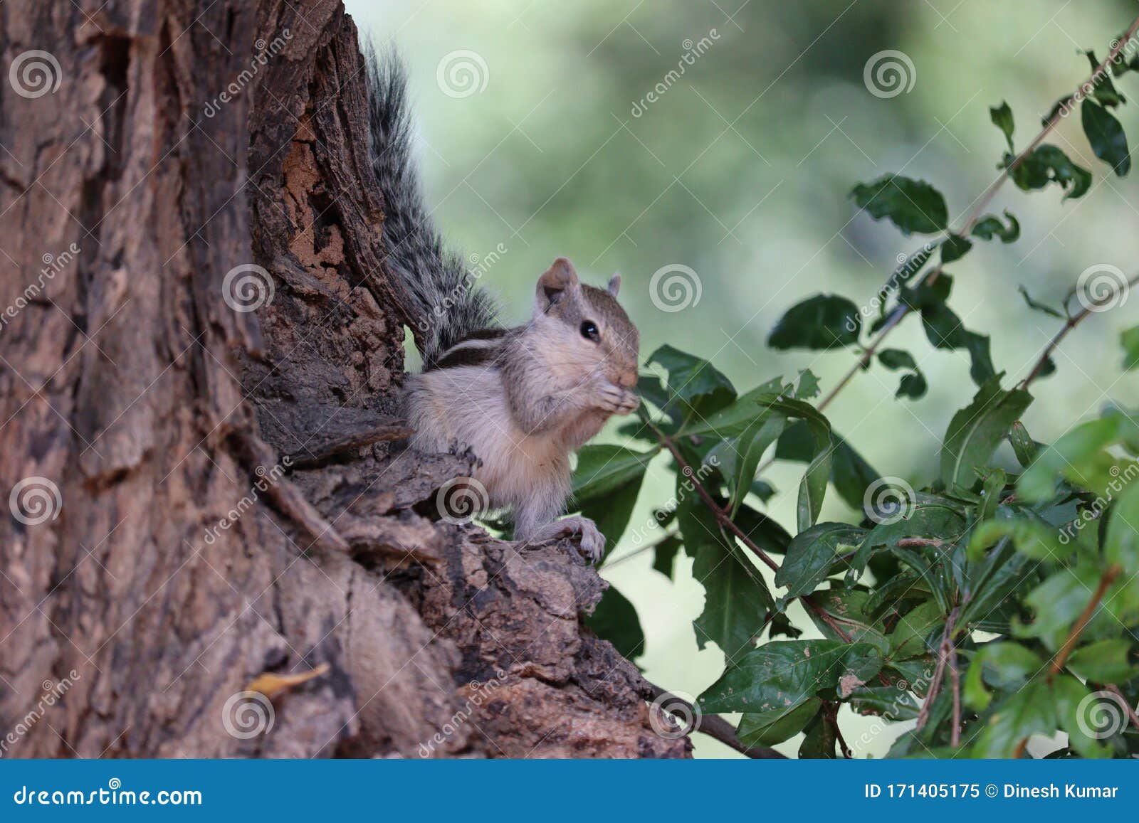 A Rodent Squirrel Eating Something on Tree , Outdoor Animals Stock ...