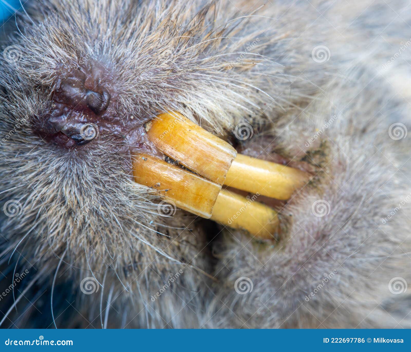 A Rodent Teeth - Field Vole, Close Up View Stock Photo - Image of ...