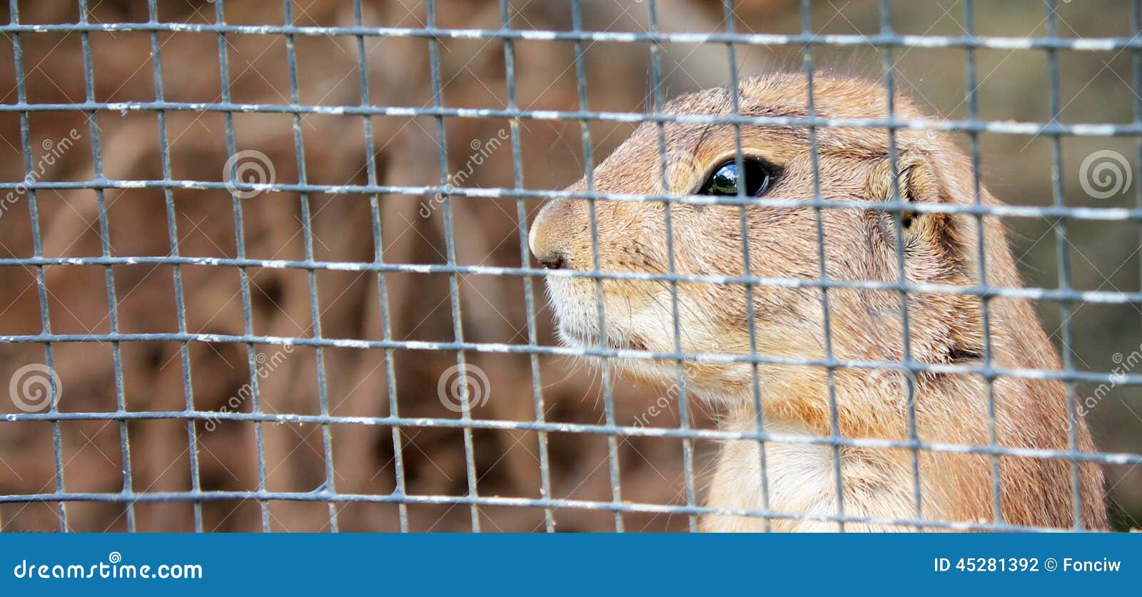 Rodent thoughtful in jail stock photo. Image of emotion - 45281392