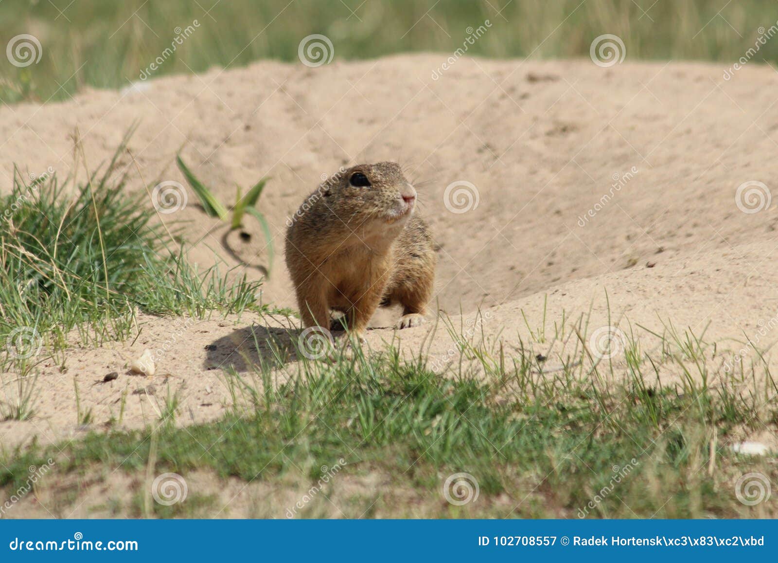 Rodents stock image. Image of village, eyes, cute, small - 102708557